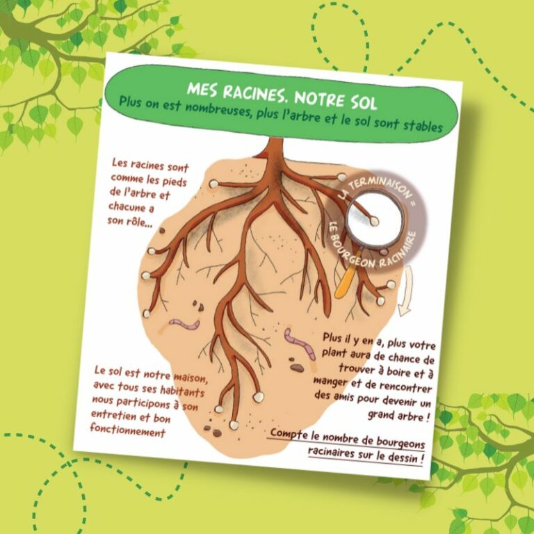 L'arbre, ses racines et le sol