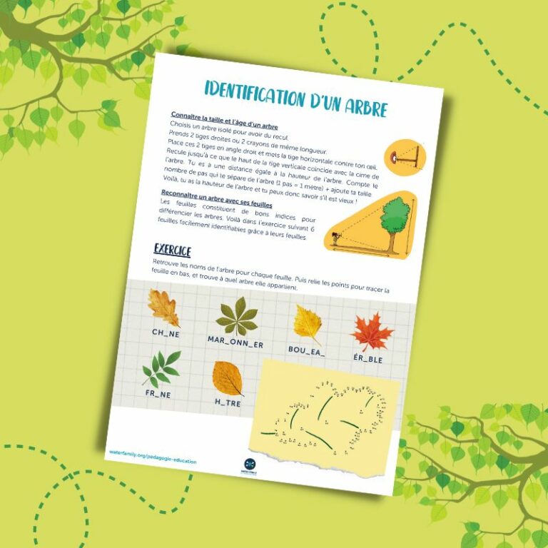 Identification d'un arbre